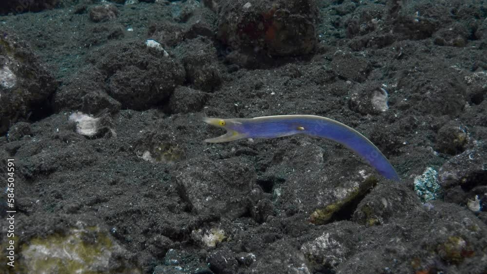 Blue moray eel (male) sits in a burrow dug in the rocky bottom of the ...