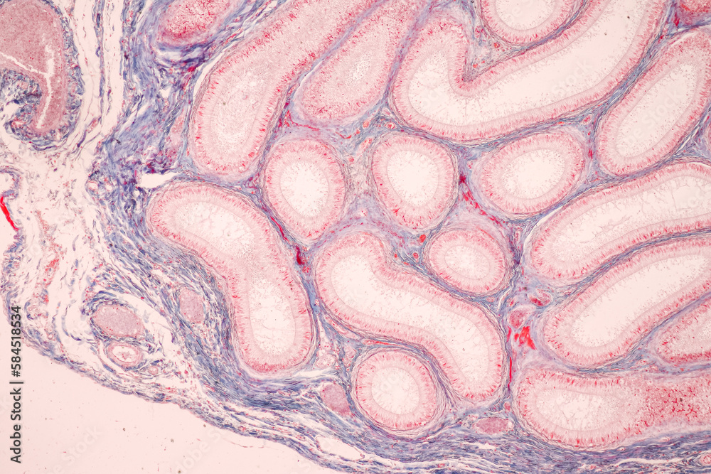 Anatomy and Histological Epididymis and Testis human cells under ...