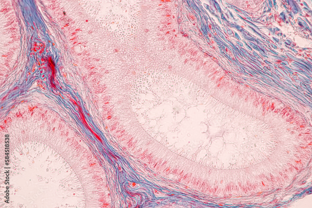 Anatomy and Histological Epididymis and Testis human cells under ...