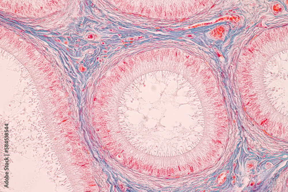 Anatomy and Histological Epididymis and Testis human cells under ...
