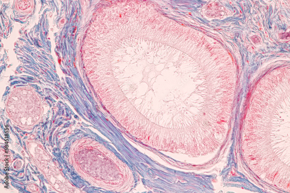 Anatomy and Histological Epididymis and Testis human cells under ...