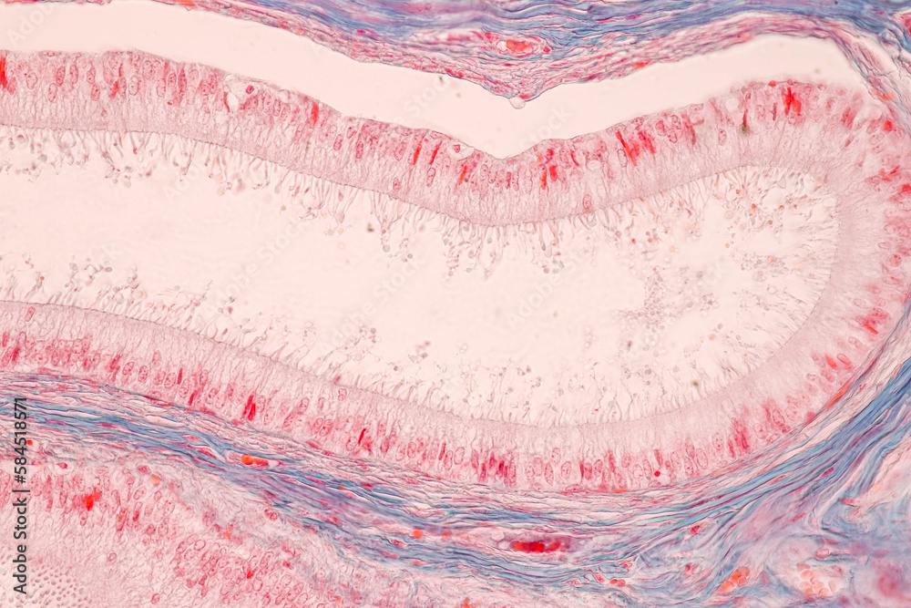Anatomy and Histological Epididymis and Testis human cells under ...