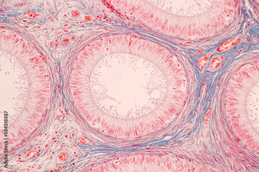 Anatomy and Histological Epididymis and Testis human cells under ...