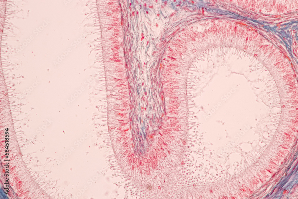Anatomy and Histological Epididymis and Testis human cells under ...