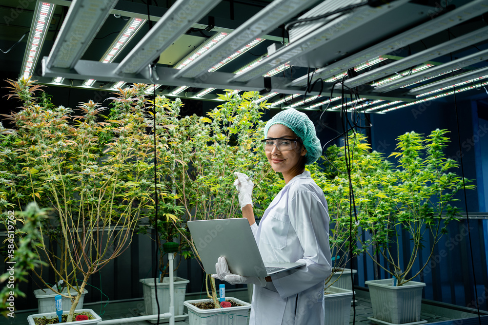 Professional researchers working on cannabis farms. Researchers use ... Professional researchers working on cannabis farms. Researchers use ...