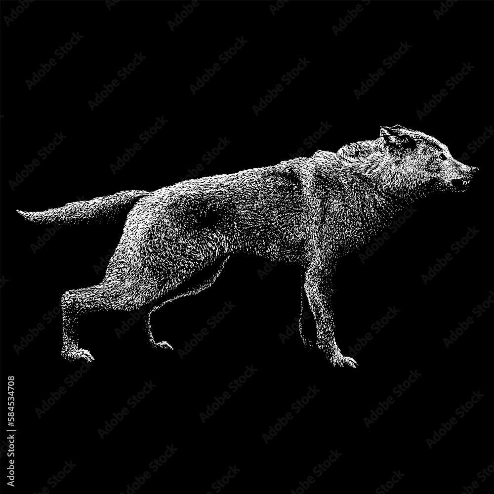 Dire Wolf hand drawing vector isolated on black background. Stock ...