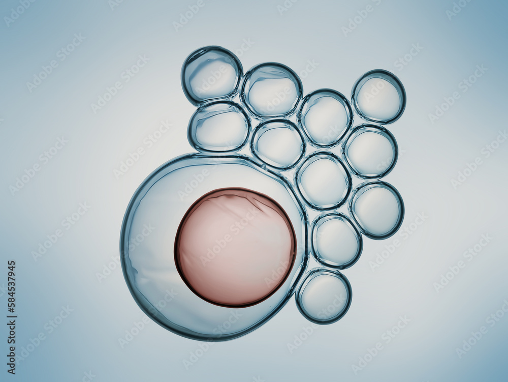 Cells division process, Cell divides into two cells Stock-Foto | Adobe ...