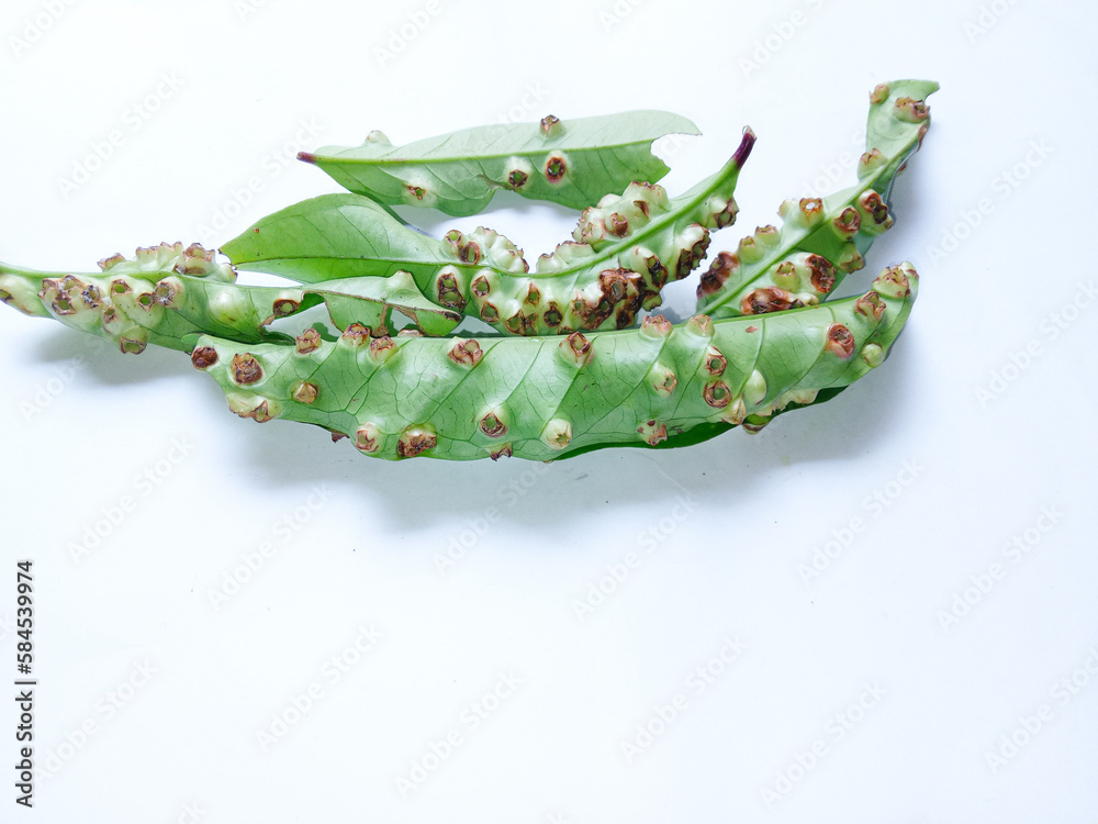 Leaf galls. Nodules on guava leaves isolated on white background Stock ...