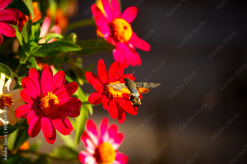 Hummingbird hawk-moth hovering over flower. The butterfly flies over ...