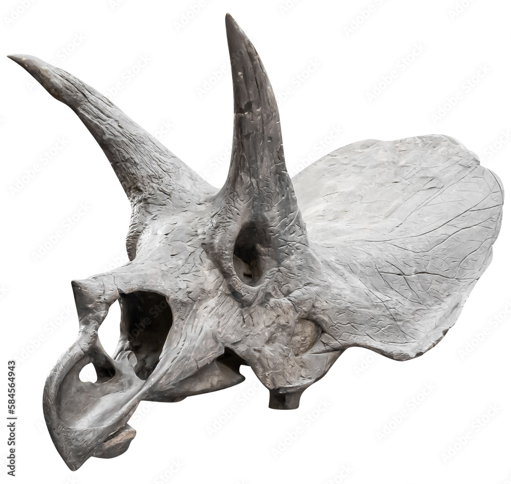 isolated, png, cutout, triceratops, skull, dinosaur, skeleton ...