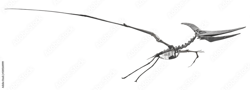 Isolated PNG cutout of a pteranodon skeleton, this dinosaur image is on ...