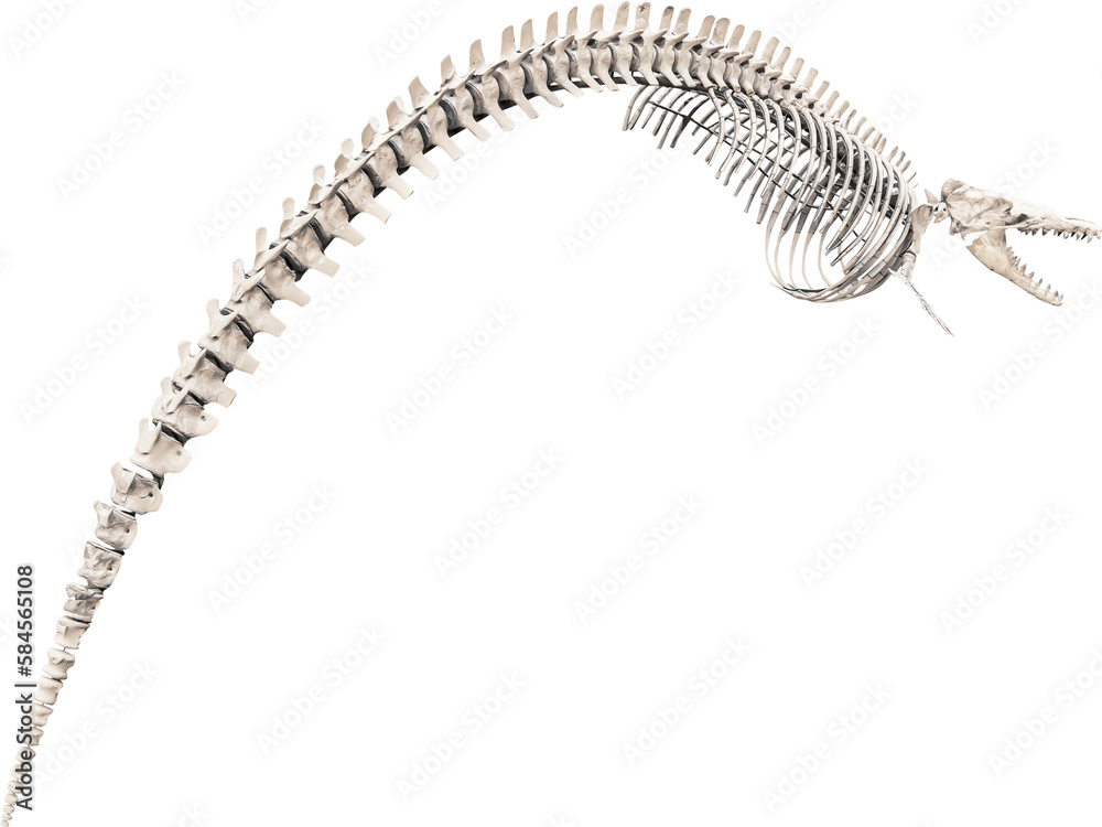 Isolated PNG cutout of a cynthiacetus skeleton, this dinosaur image is ...