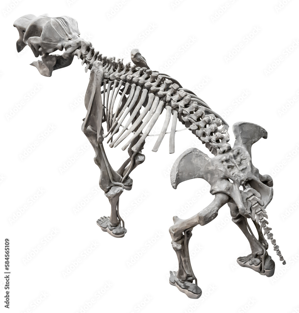 Isolated PNG cutout of an archaeotherium skeleton, this dinosaur image ...