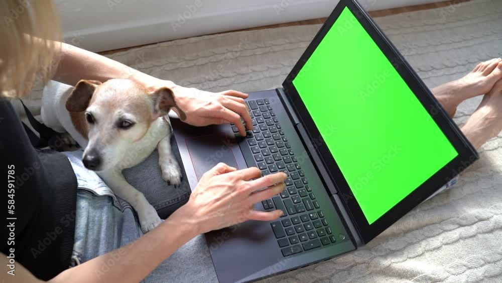 Chroma key green screen laptop. Woman with dog working from remotely ...