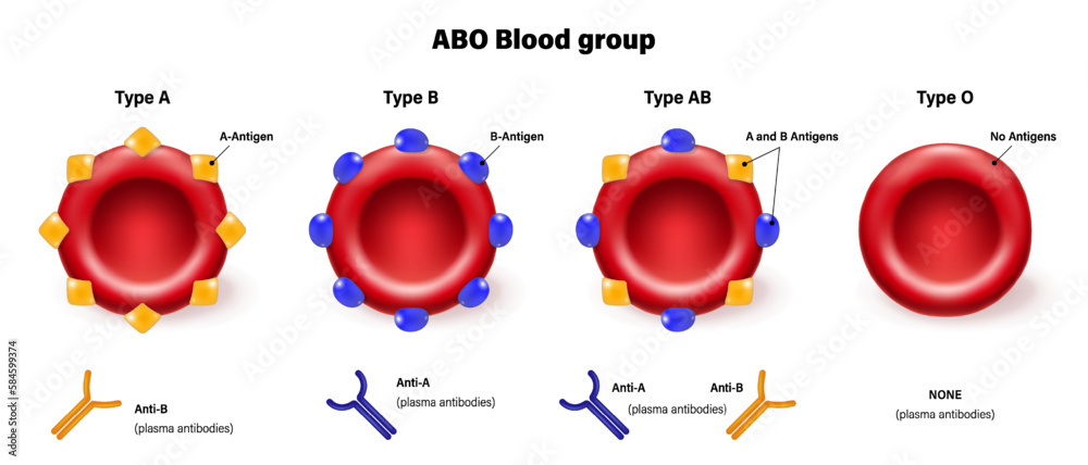 ABO blood group types vector. Types of blood (A, B, AB and O) chart ...