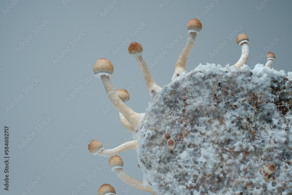 Mycelium block of psychedelic psilocybin mushrooms Thai with fruits ...