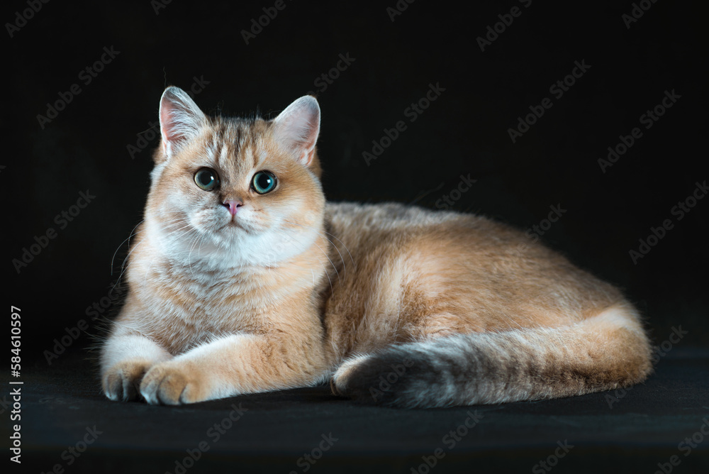 British shorthair kitten of golden color lying on a black background ...