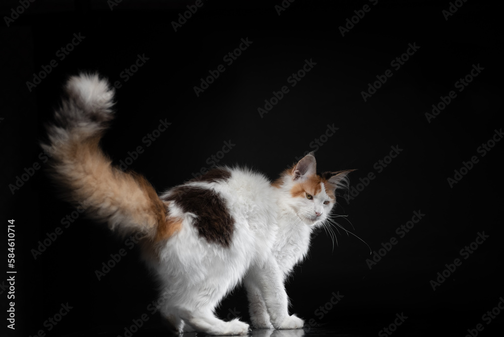 Maine Coon kitten standing showing a fluffy tail on a mirrored floor on ...