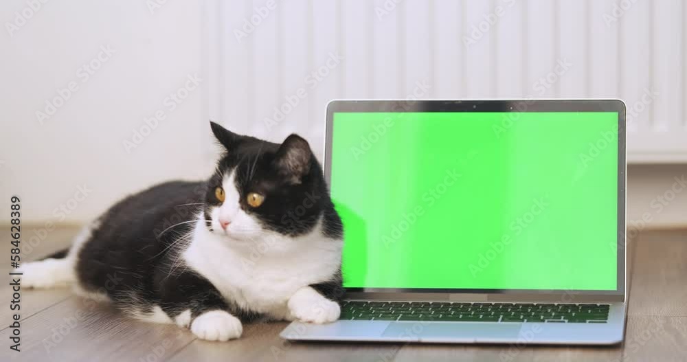 Cat near laptop green screen in white room background. Fluffy pet lying ...