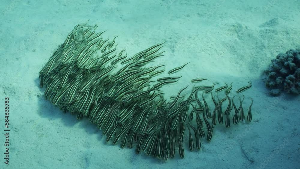 Front vew of shoal of Eel Catfish swims and feeds on seabed, Slow ...