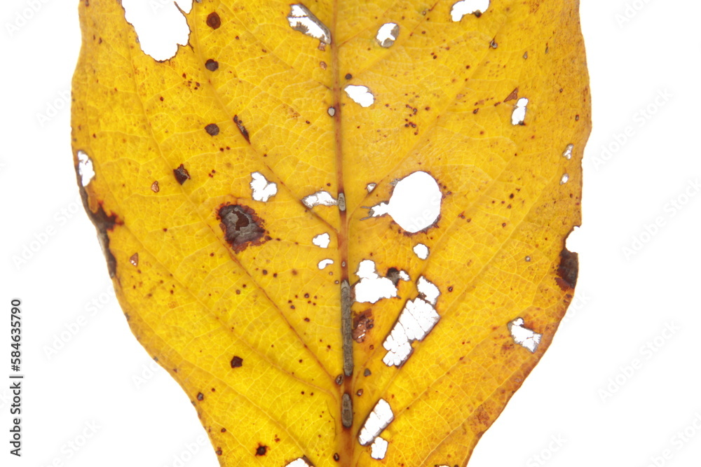 Yellow leaf texture on white background, from tree typical of the ...