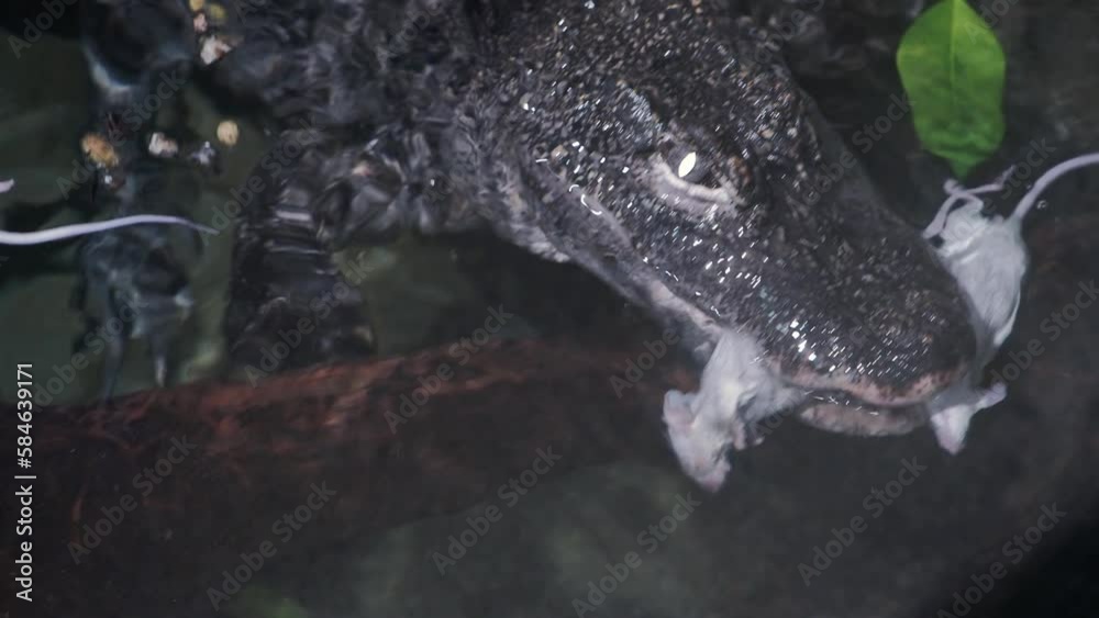 Chinese alligator (Alligator sinensis) eats rats in the water. A ...