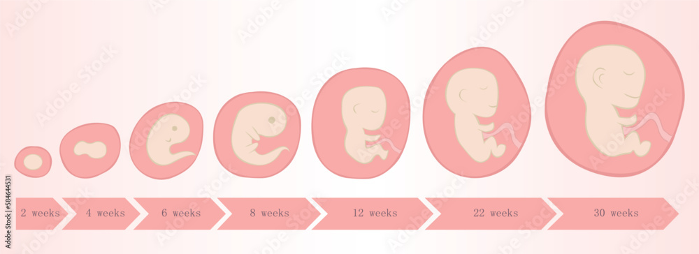 Embryo development in weeks baby toddler vector illustration Stock ...