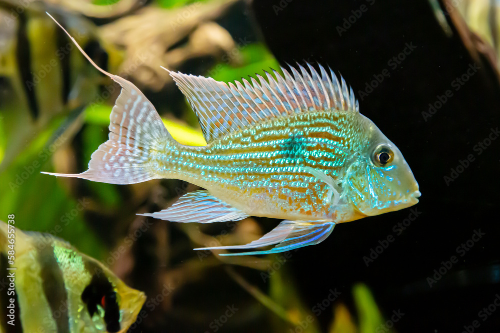 Sven's geophagus (lat. Geophagus sveni) with beautiful stripes on a ...