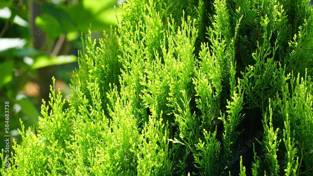 Foto de thuja. arbor vitae or thuja occidentalis a globe-shaped ...