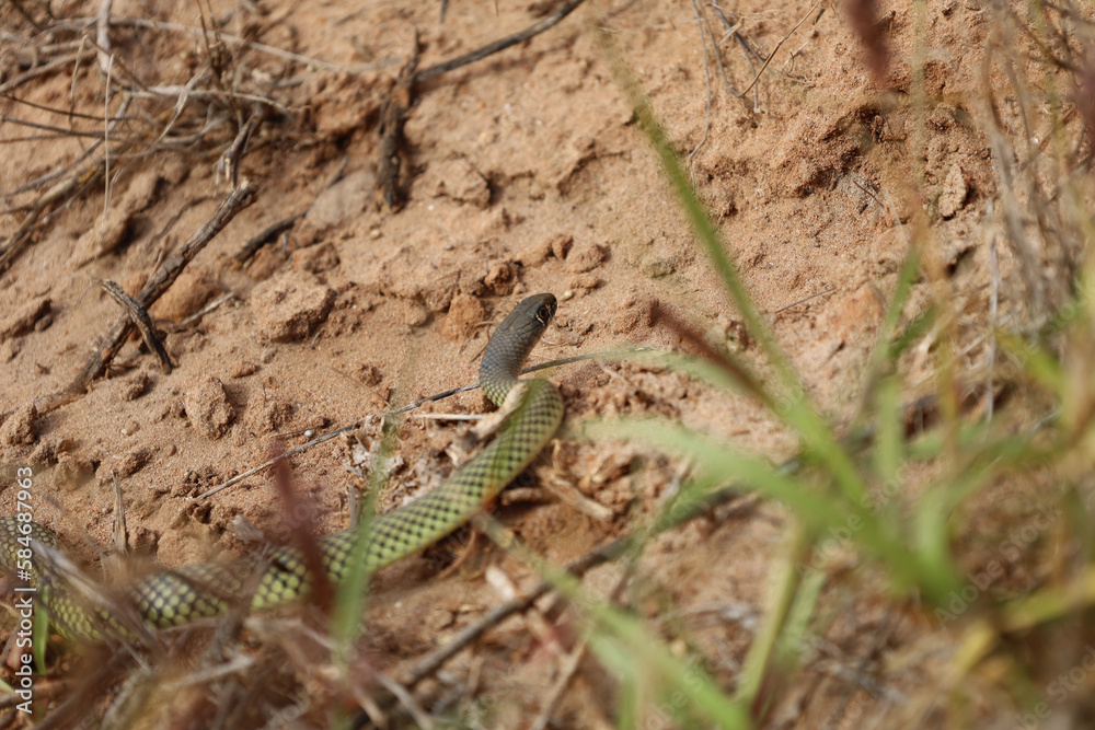 Cute green snake in the sand. Reticulated whip snake wandering in ...