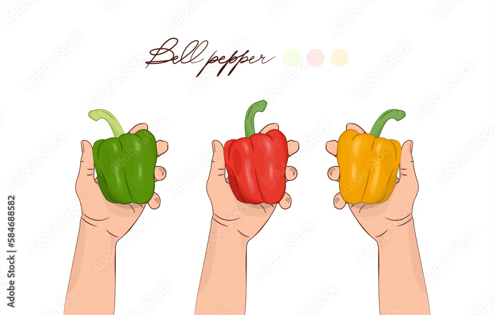 Bell peppers. Bell pepper in hand. Capsicum. Sweet pepper. A vegetable ...