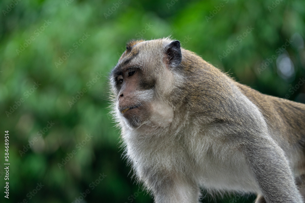Monyet Hutan Forest Monkey Indonesia Interact with long-tailed macaques ...