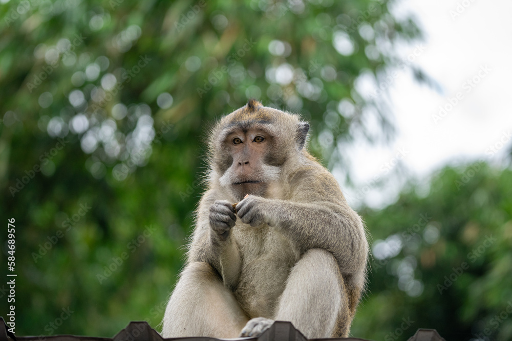 Fotka „Monyet Hutan Forest Monkey Indonesia Interact with long-tailed ...