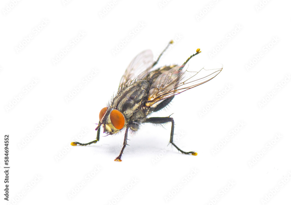 Adult flesh fly - Sarcophaga crassipalpis Macquart - these flies depend ...