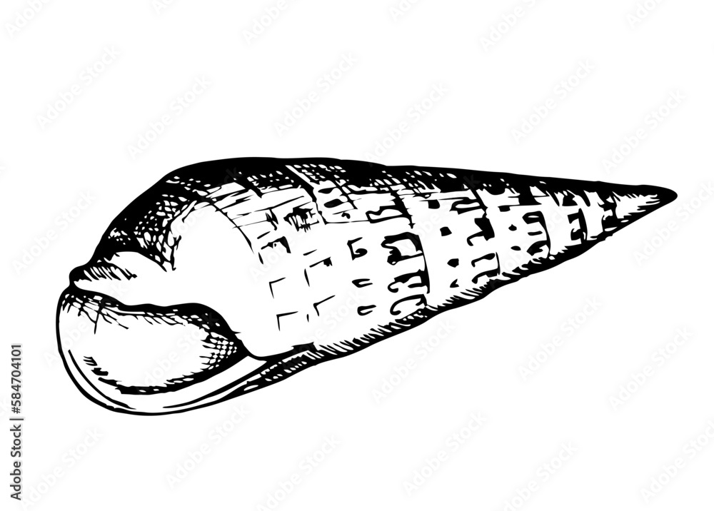 Sketch illustration of sea shell, Seashell hand draw black and white ...