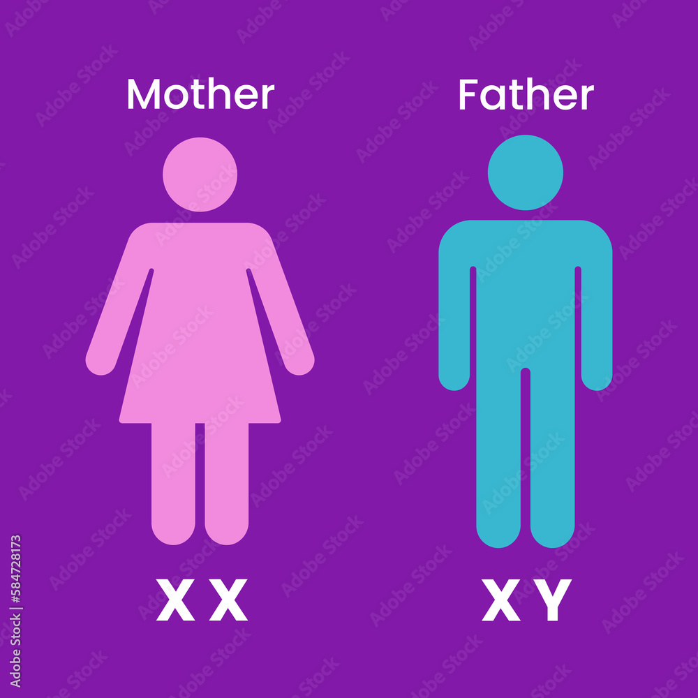 Human Sex Determination Human Reproduction Process Vector