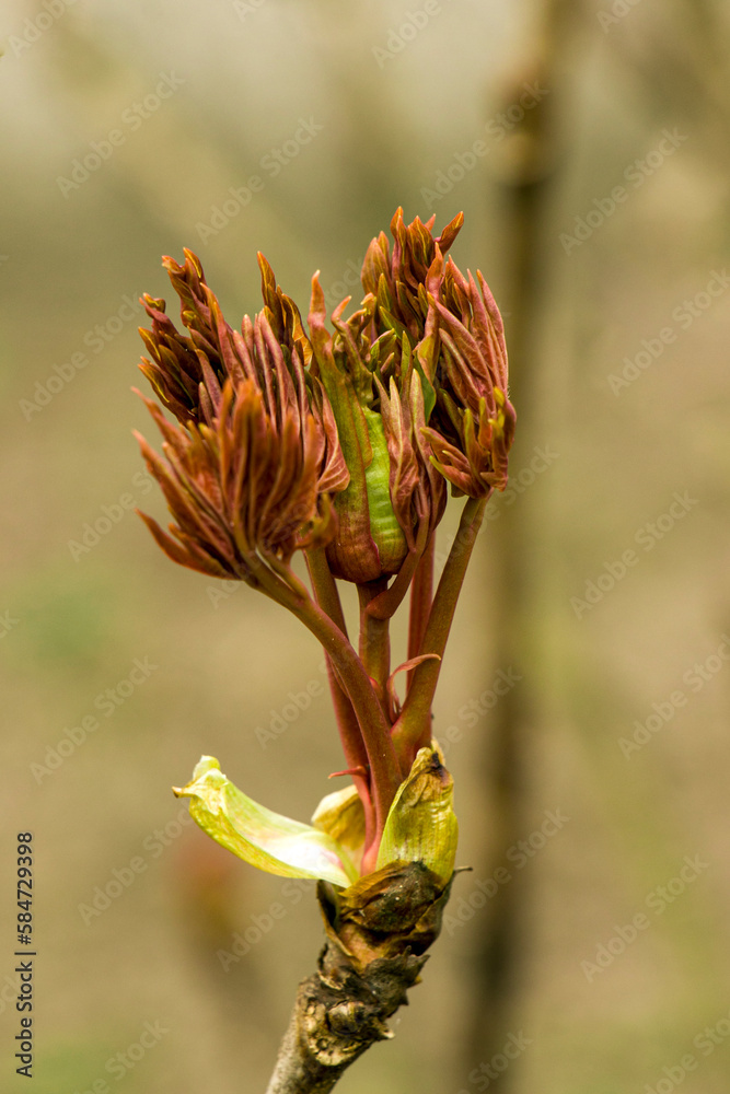 Foto de Peony treelike in spring. Young buds of a tree peony. Peony ...