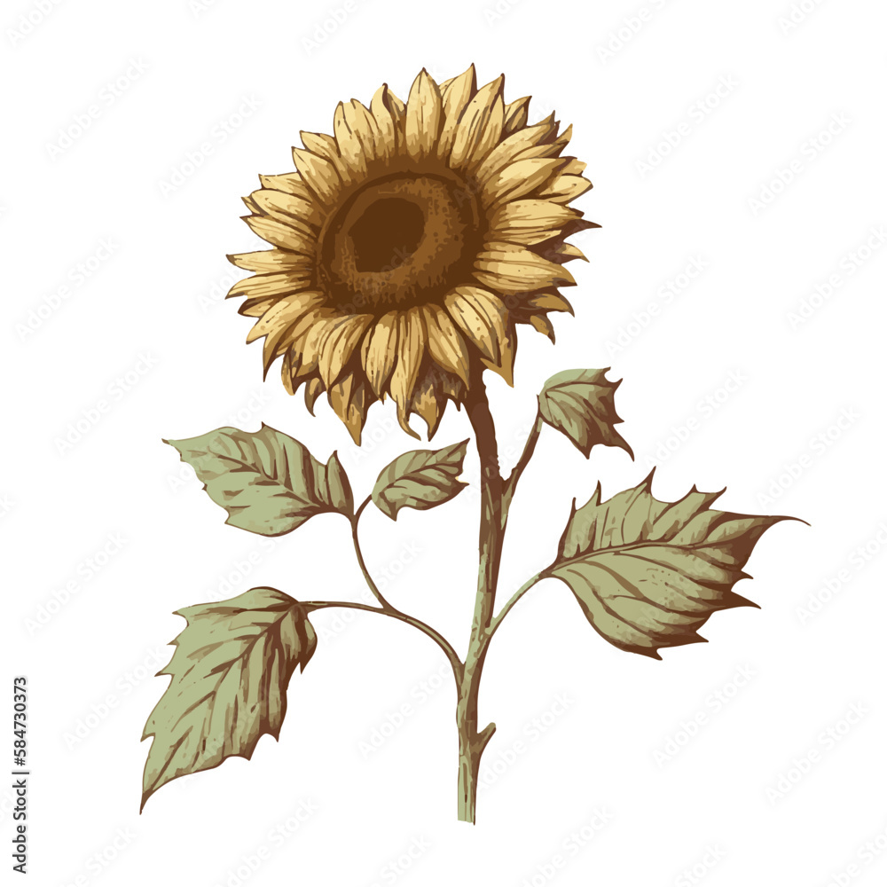 Sunflower vector illustration. Ink sketch of sunflower isolated on ...