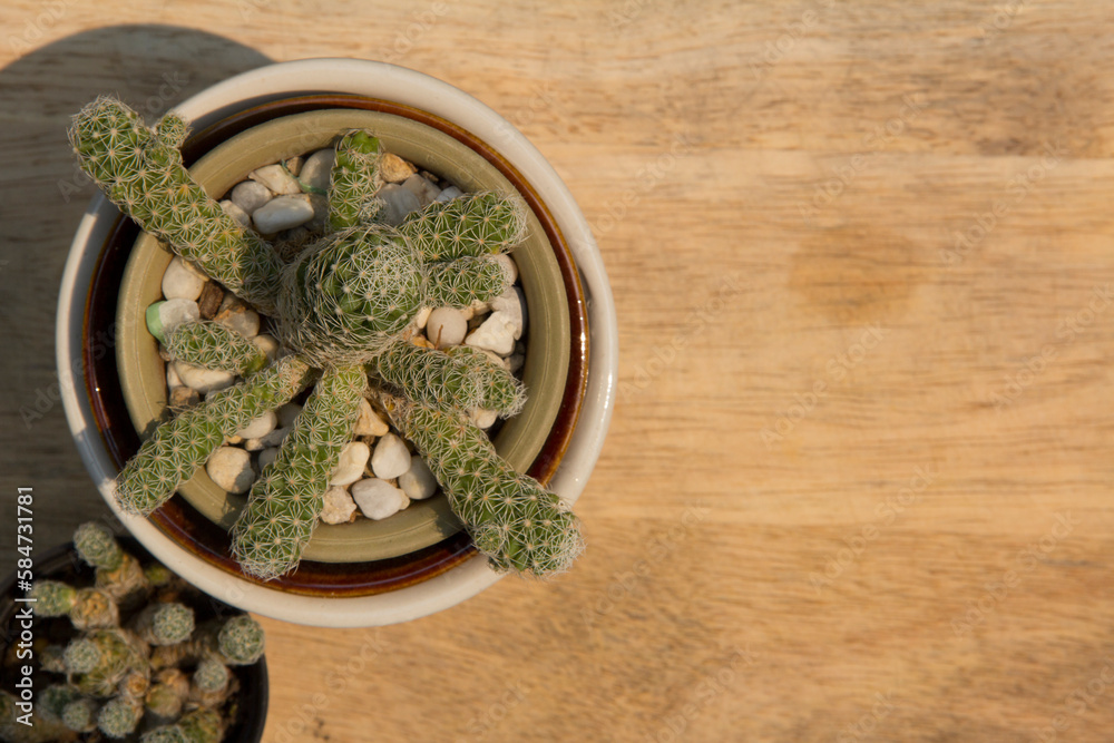 Lady Finger cactus (Mammillaria elongata) is small cactus plant with ...
