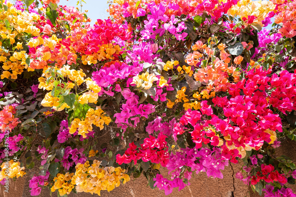 Des fleurs qui forment une haie dans la capitale du Sénégal en Afrique ...