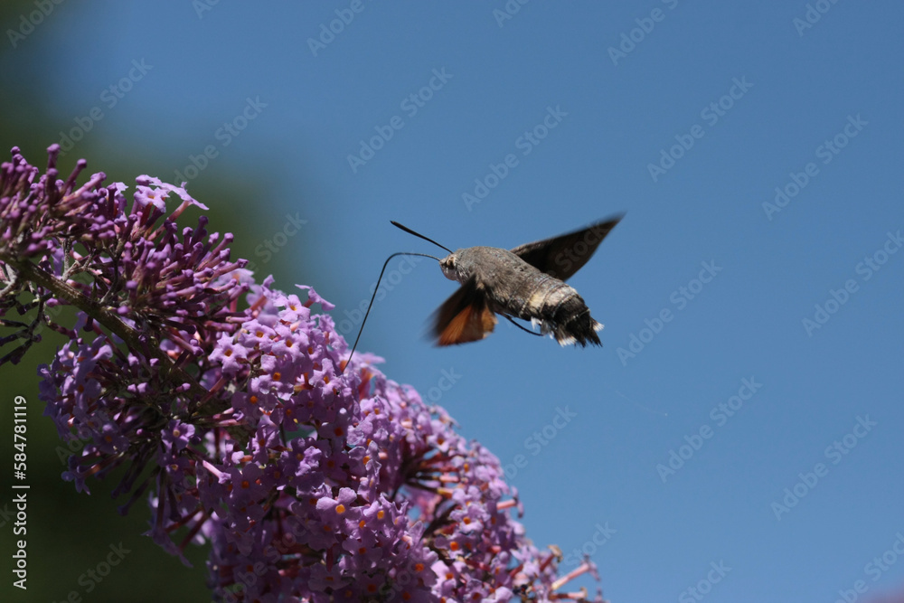 Moro-sphinx --- Sphinx colibri --- Sphinx du caille-lait --- Oiseau ...