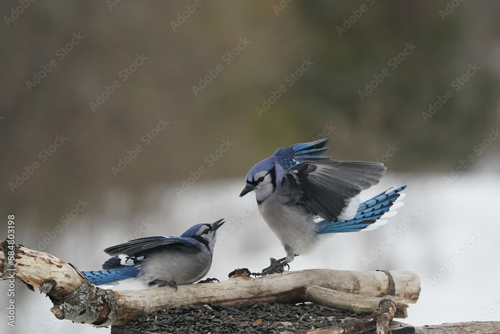 Blue Jay Fighting