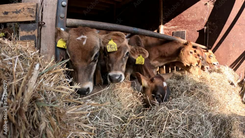 Static view of Jersey cattle is a British breed of small dairy cows and ...