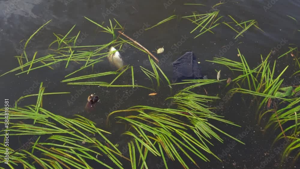 Dead fish and trash in the water. Fish with gold scales floating upside ...