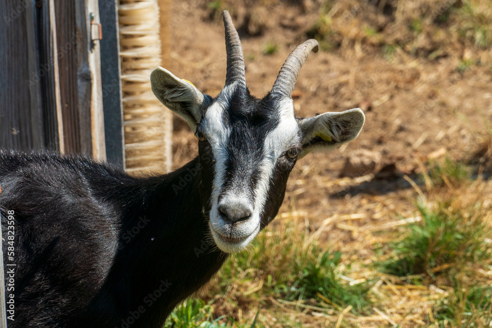 Schwarze Ziege mit Hörnern und weiß grauer Zeichnung Stock Photo ...