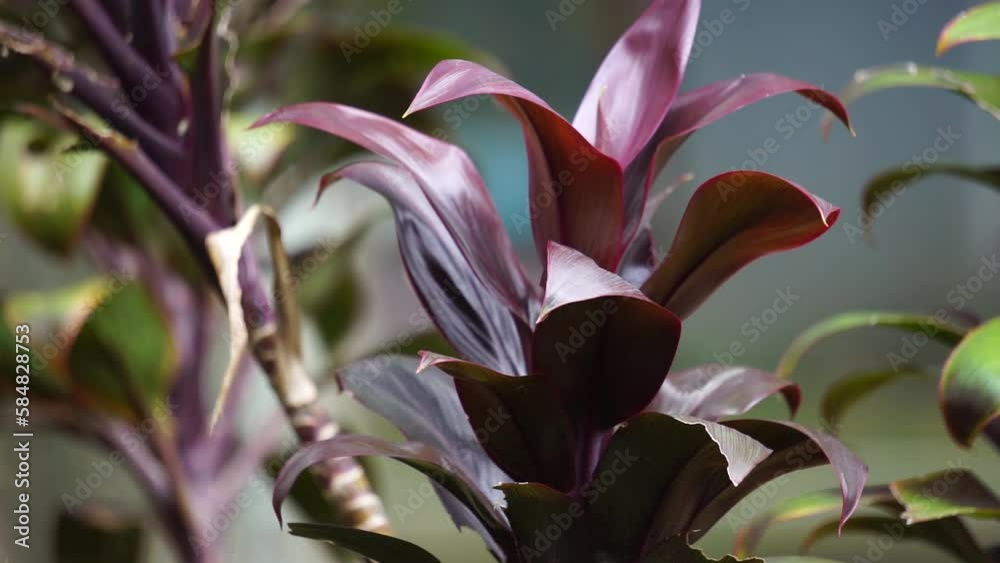 Green cordyline fruticosa commonly called ti plant, palm lily, cabbage ...