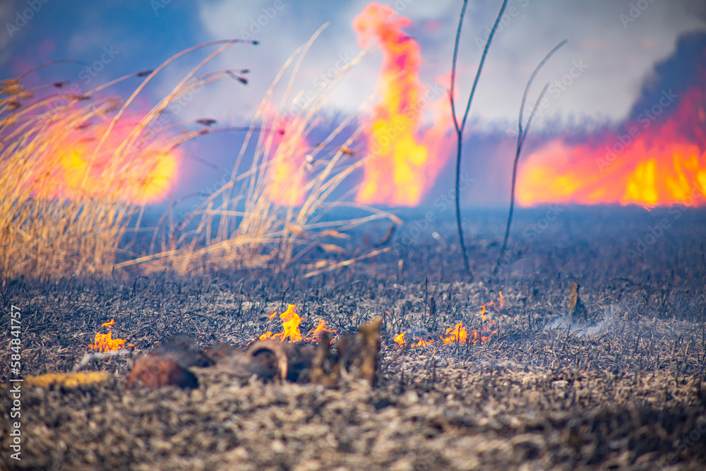 firefighters extinguish a fire in the spring dead wood next to a ...