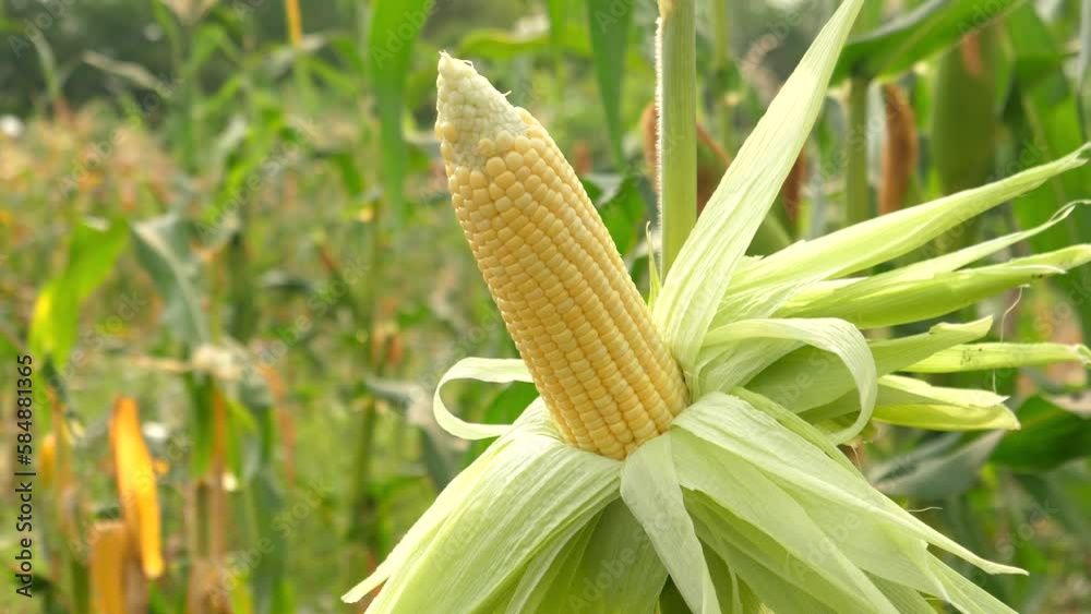 Close-up of corn cob. ripe yellow corn cob ready to harvest in ...