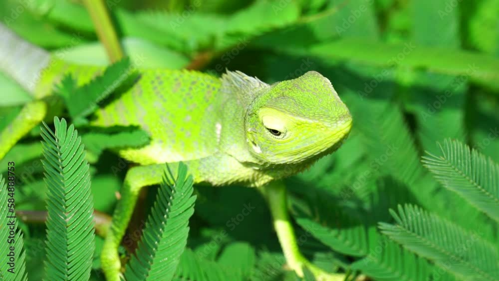 Bunglon surai (Also called Bronchocela jubata, maned forest lizard) on ...