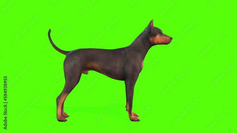 Dog Wagging Tail Green Screen Animation 3d Rendering vídeo do Stock ...